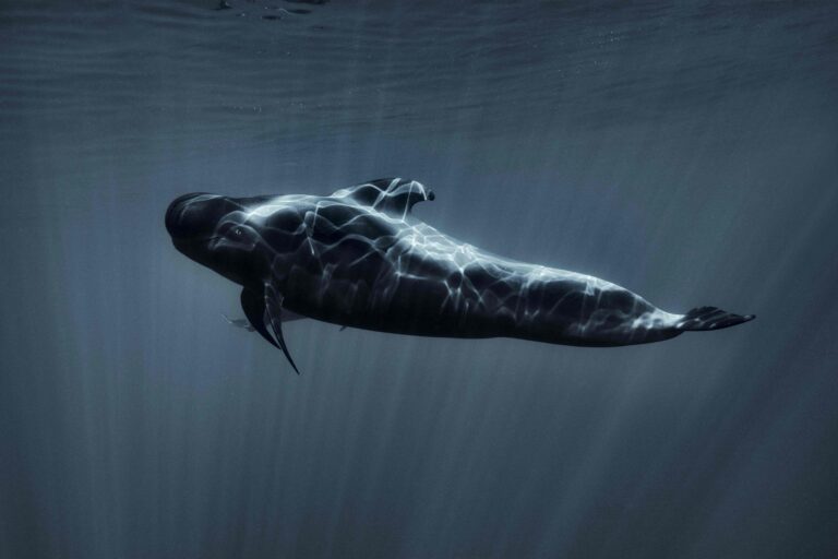 Midnight Zone Animals: Deep Sea Adaptations in Oregon